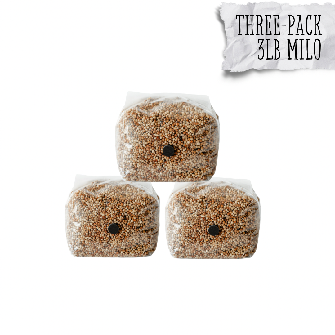 3 Pack | 3lb Milo Sorghum Grain Spawn – Spore Sorcery