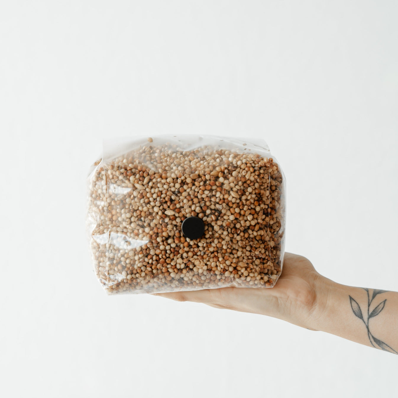 3 Pack | 3lb Milo Sorghum Grain Spawn – Spore Sorcery