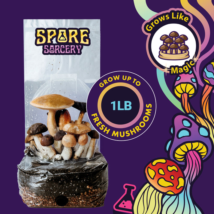 2 Pack | 2lb All-In-One Mushroom Grow Kit In Bag (Spores Not Included ...